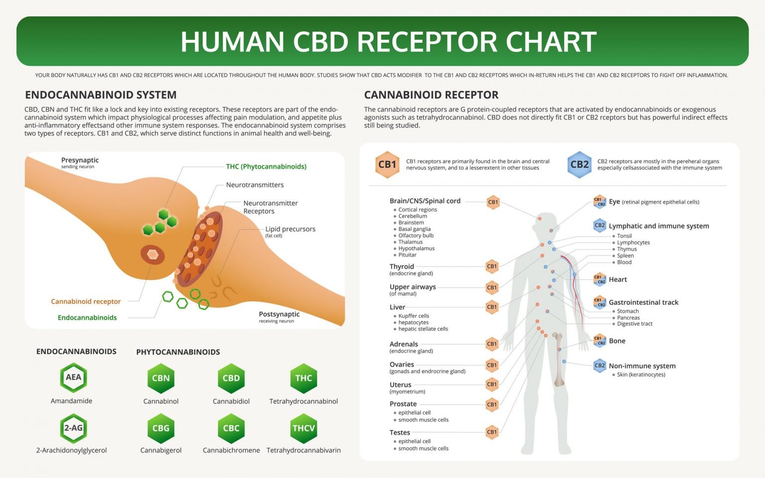 Your Endocannabinoid System - Dao Zen CBD